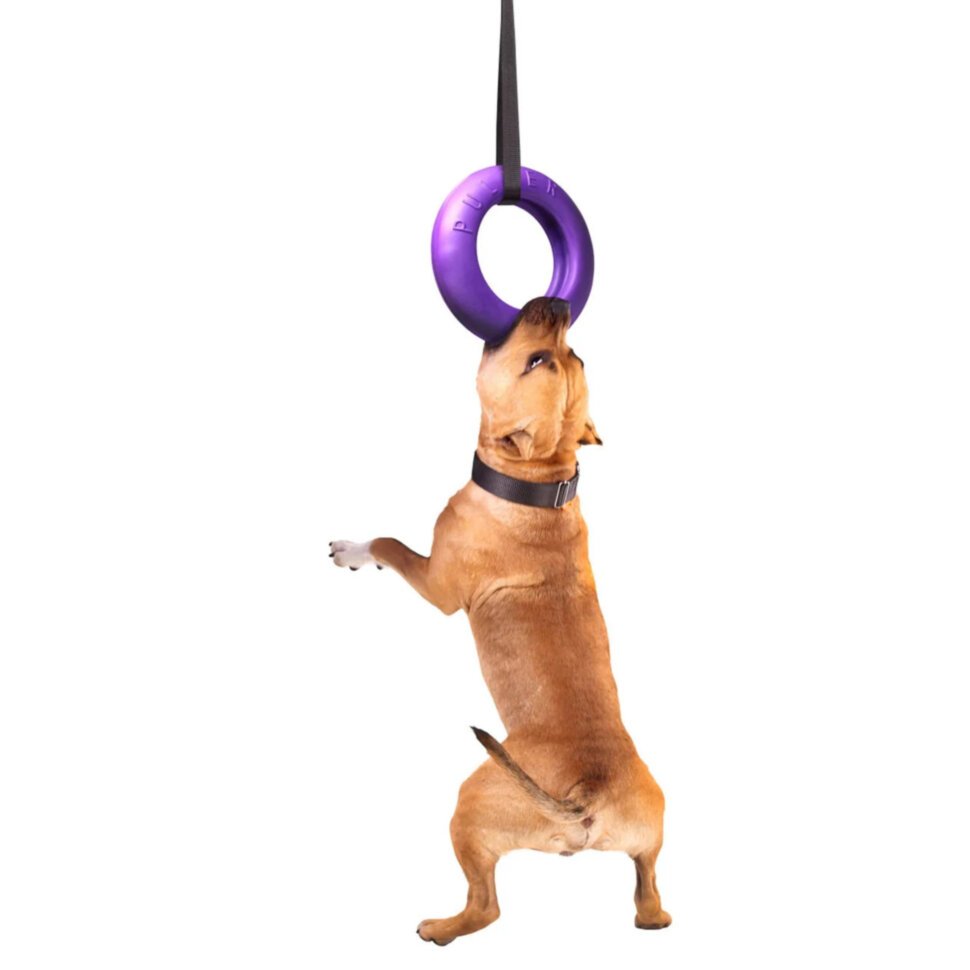 Collar Puller (Пуллер) тренировочный снаряд для собак - купить Товары ...